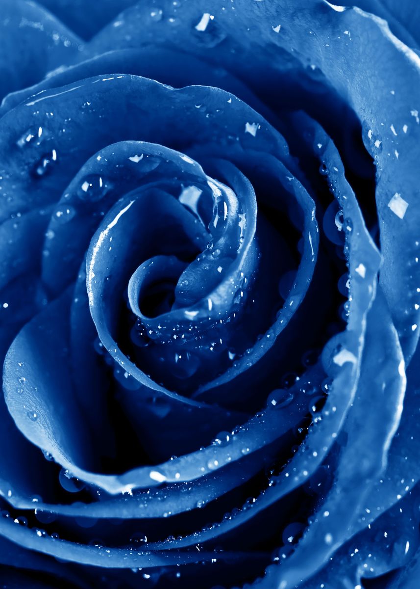 'Blue Rose' Poster, picture, metal print, paint by Barbara Rantz | Displate