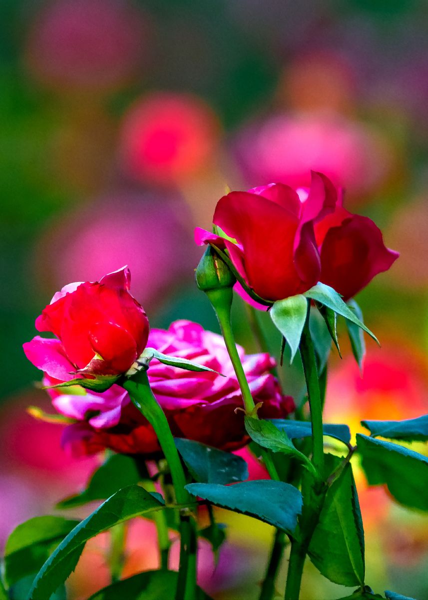 'Three Red Rose Flowers' Poster, picture, metal print, paint by Art ...