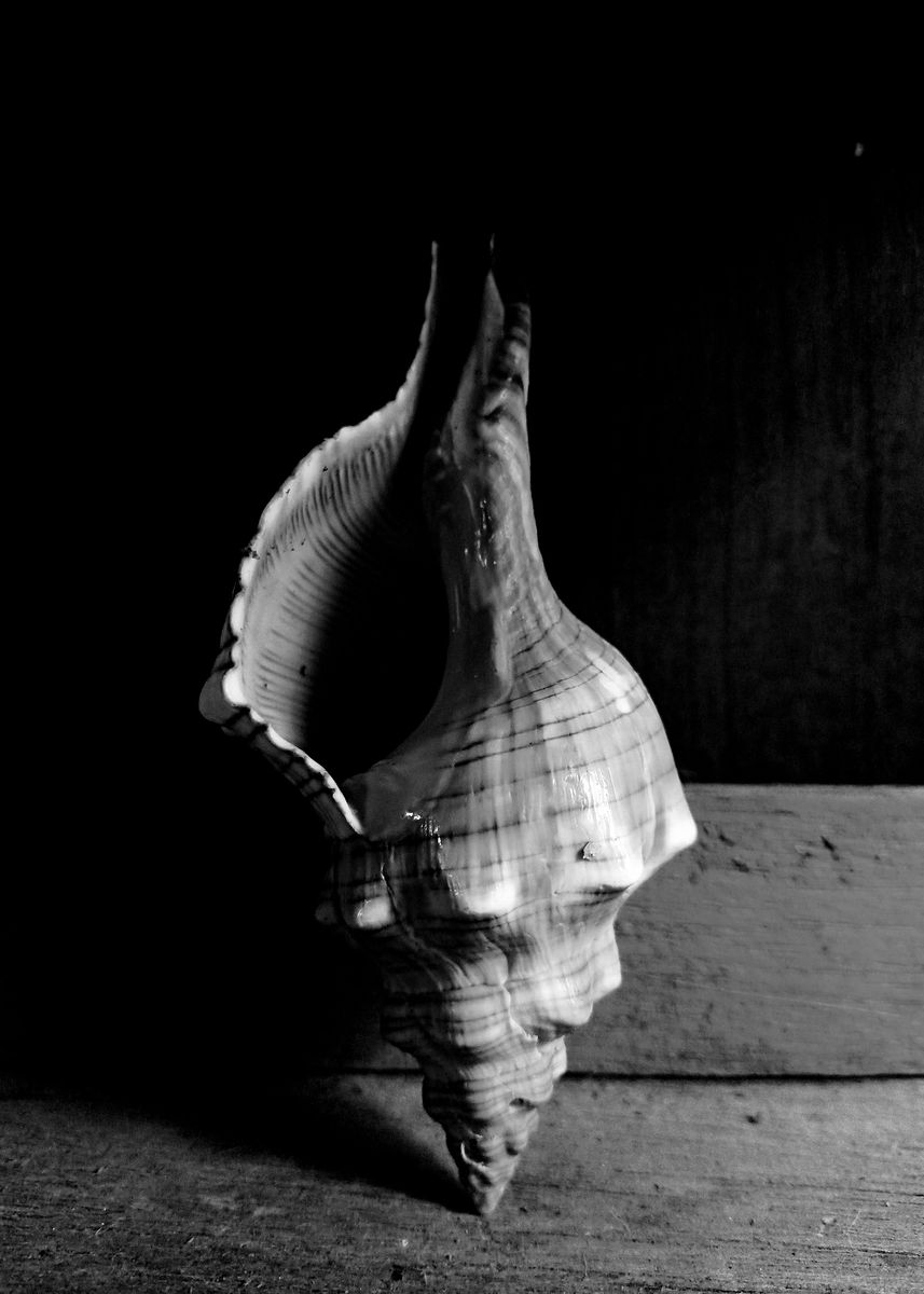 'Seashell Series 8' Poster, picture, metal print, paint by Barista Uno ...