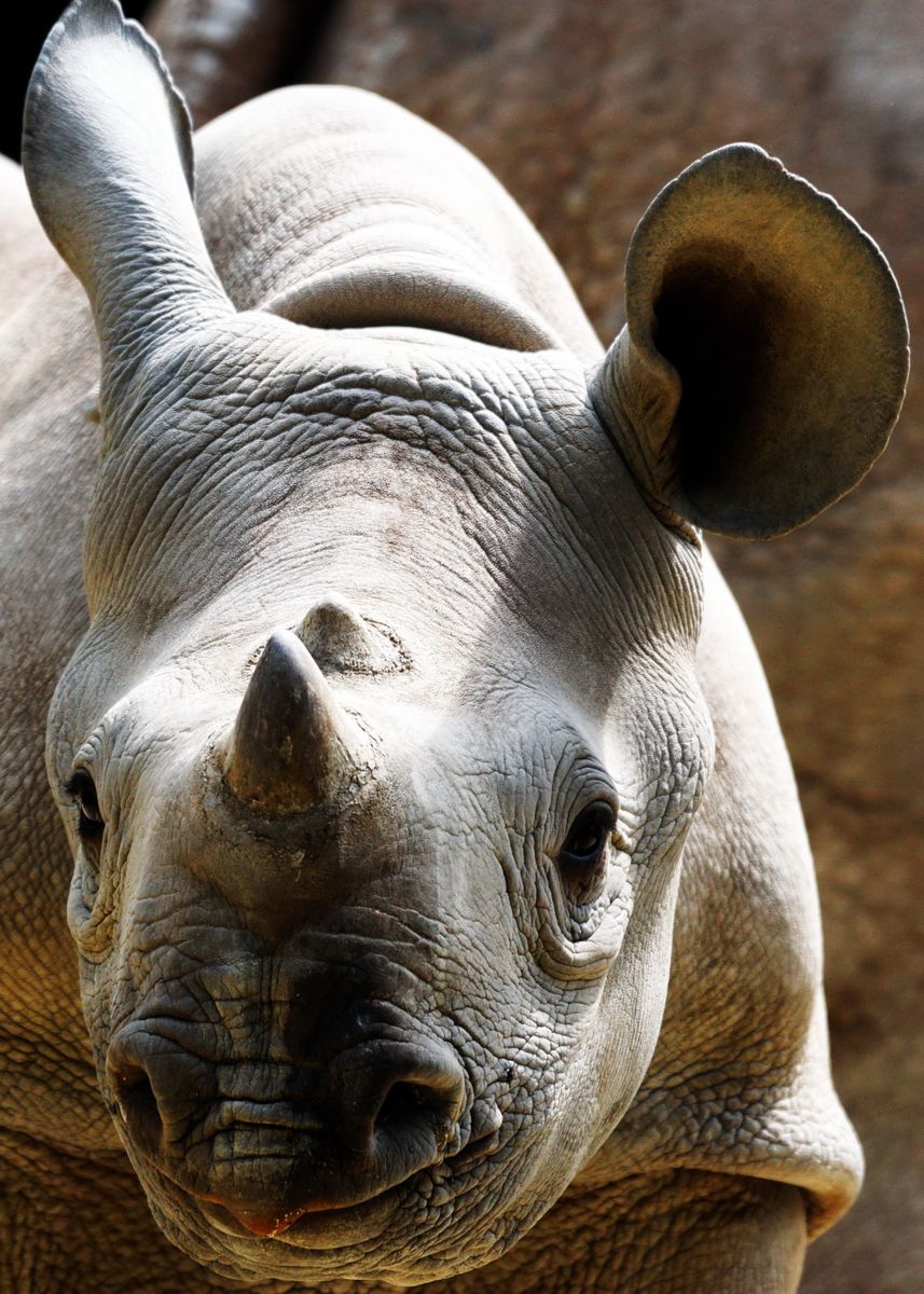 'Black Rhino Portrait' Poster, picture, metal print, paint by Barbara ...