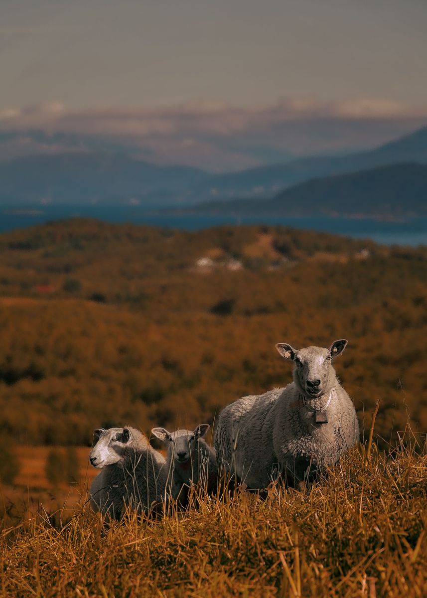 'Counting sheep to the' Poster, picture, metal print, paint by ...