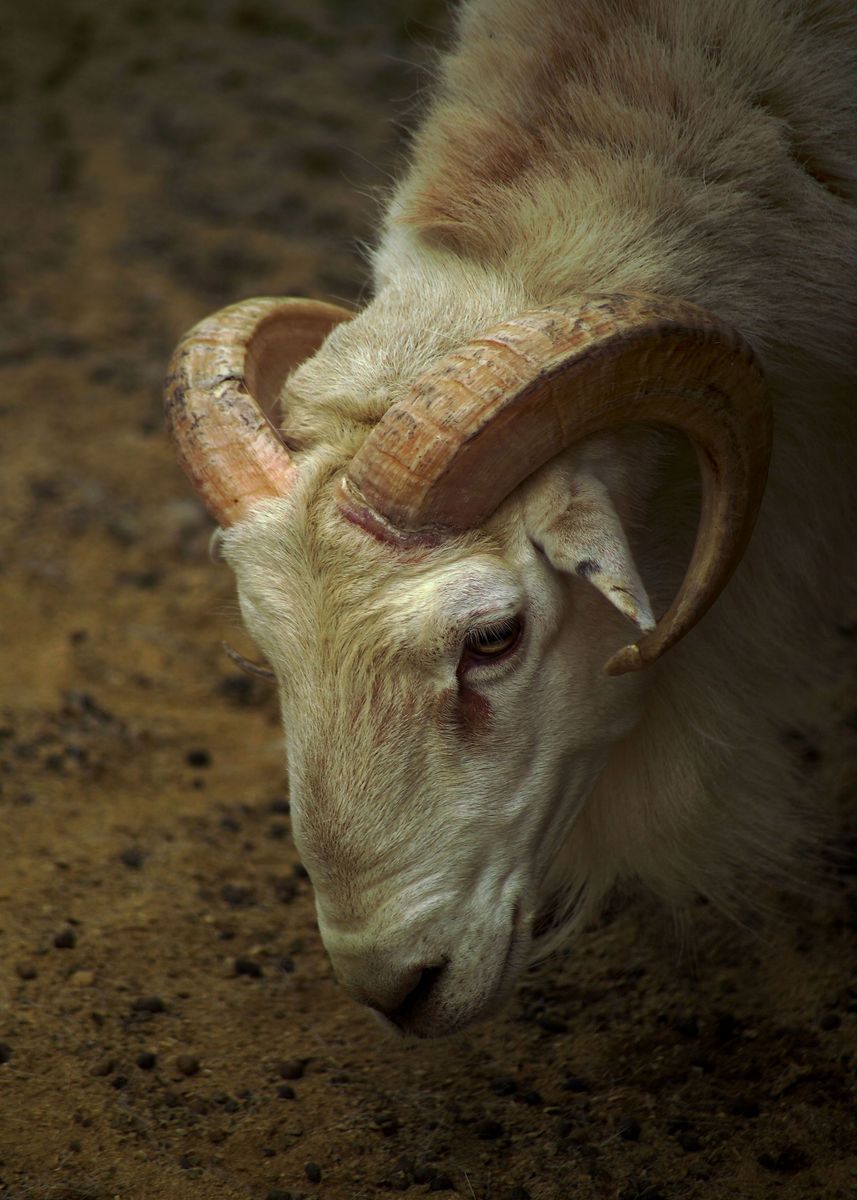 'Ram Sheep II' Poster, picture, metal print, paint by Dennis Begnoche ...