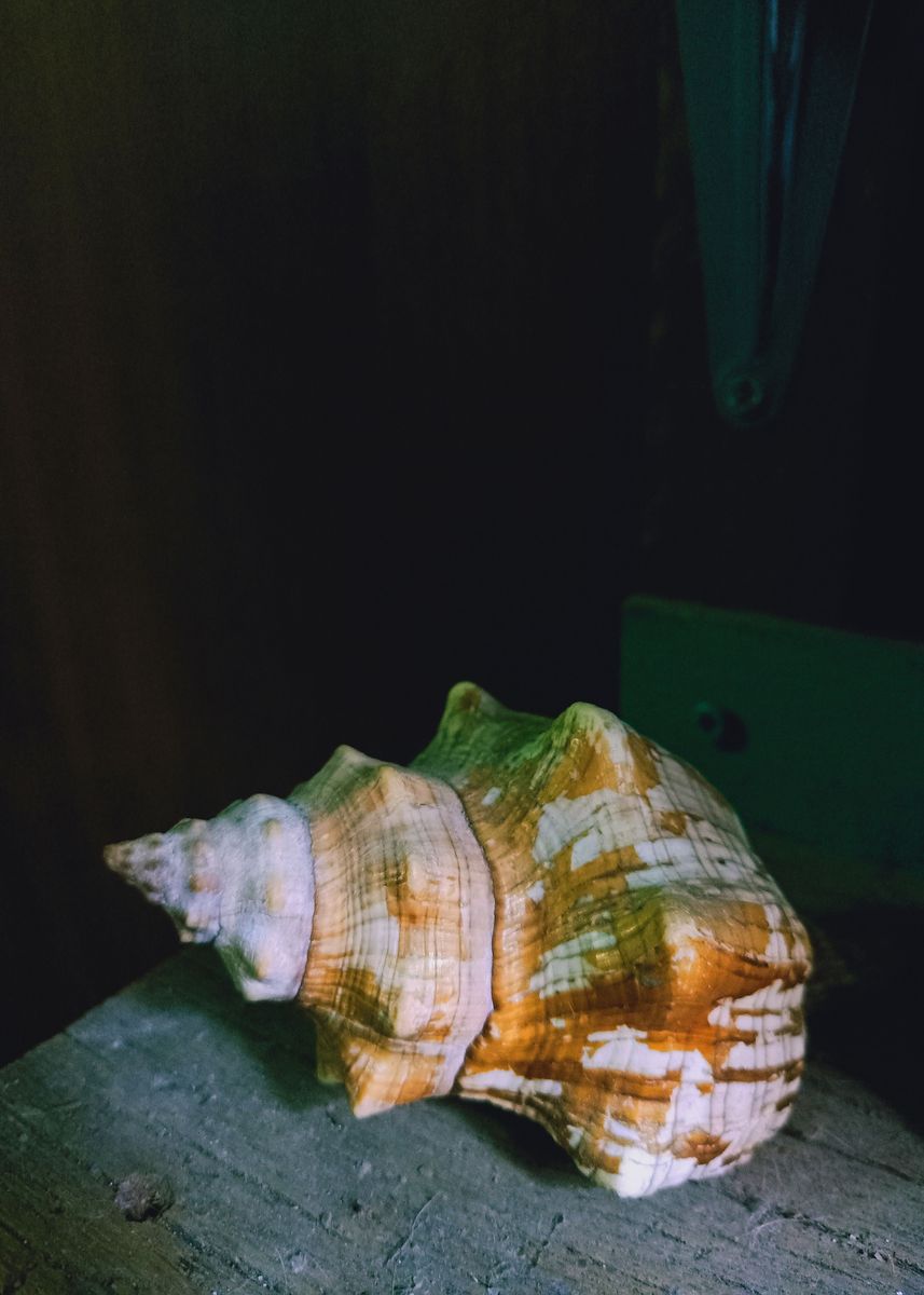 'Seashell Series No 6' Poster, picture, metal print, paint by Barista ...