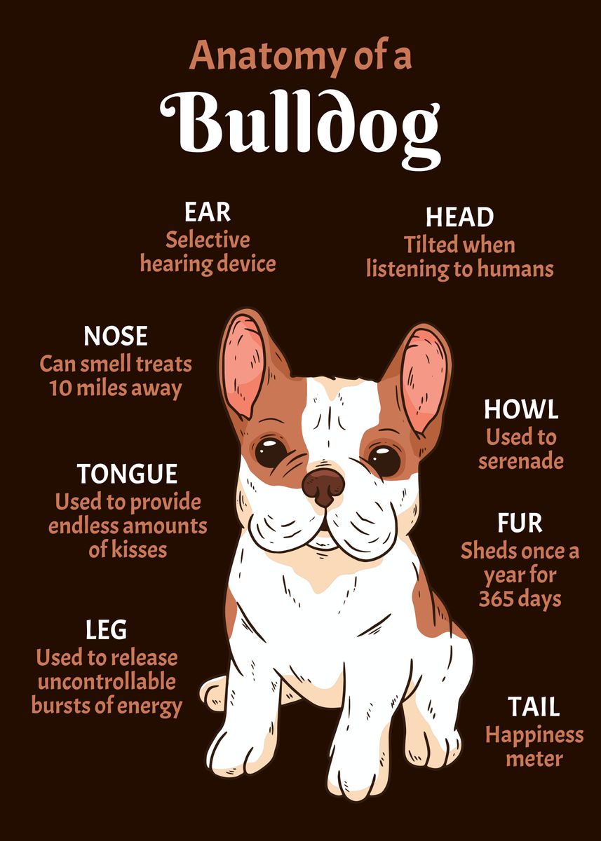 'Anatomy Bulldog' Poster, picture, metal print, paint by Weilichesmag ...