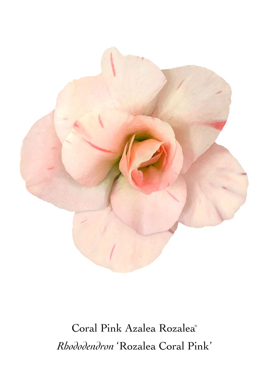 'Coral Pink Rozalea' Poster, picture, metal print, paint by ...