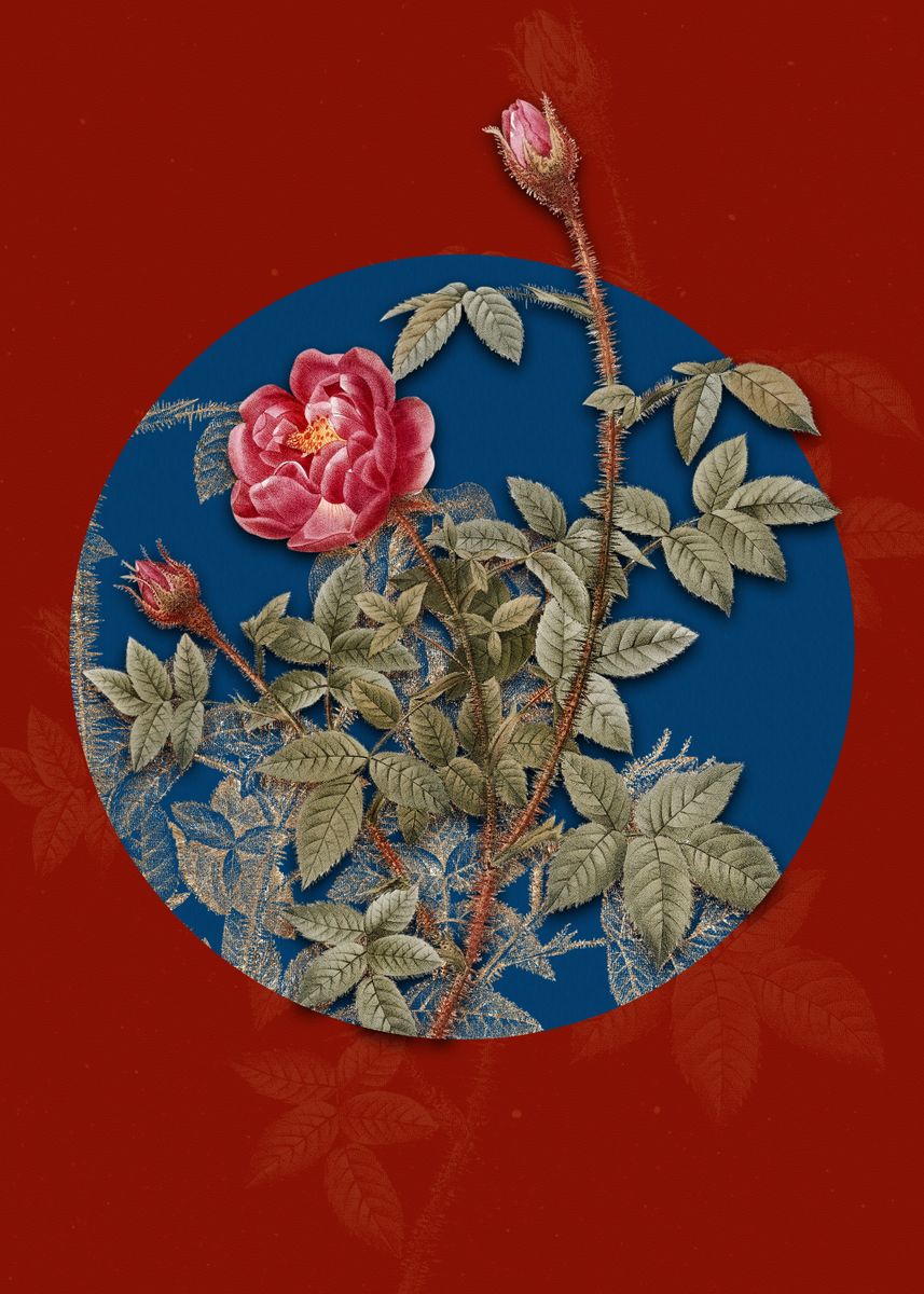 'Blooming Moss Rose' Poster, picture, metal print, paint by Holy Rock ...