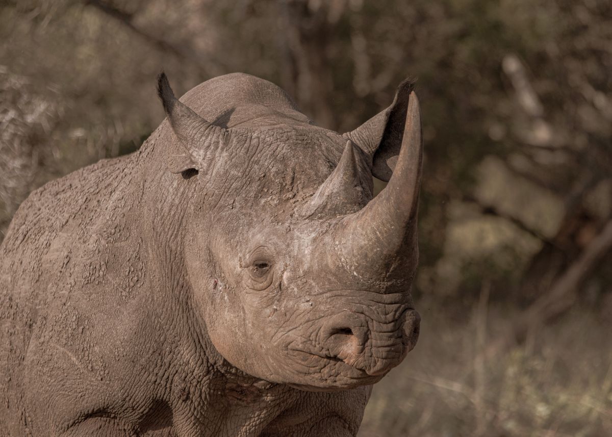 'Black Rhino' Poster by Kyle Lewin | Displate