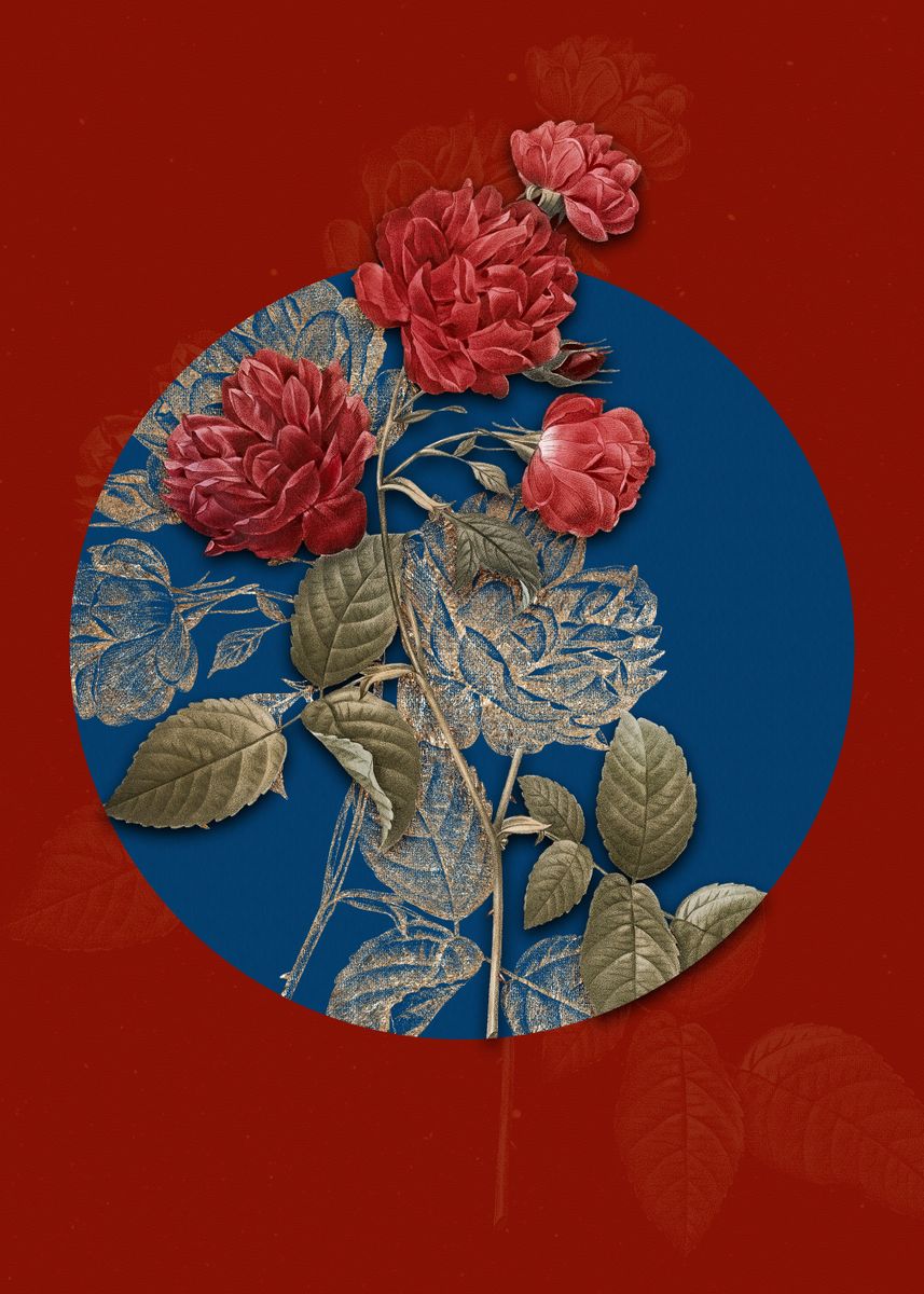 'Red Cabbage Rose in Bloom' Poster, picture, metal print, paint by Holy ...