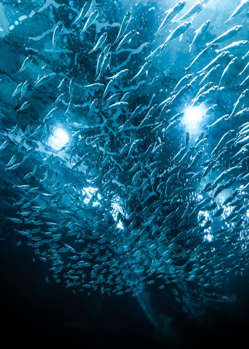 'fish shoal' Poster, picture, metal print, paint by DheYa Art | Displate