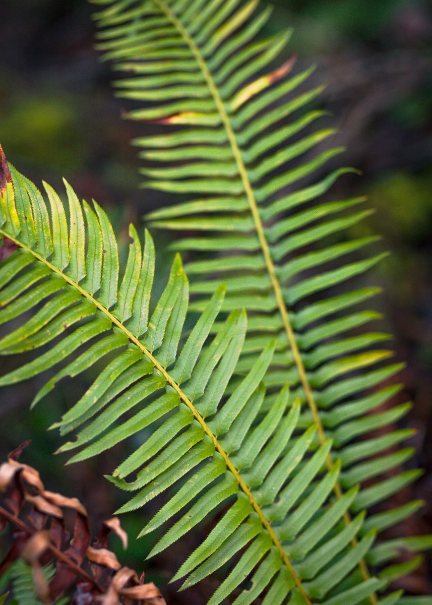 'Fern 2' Poster, picture, metal print, paint by Bryan Hlagi | Displate