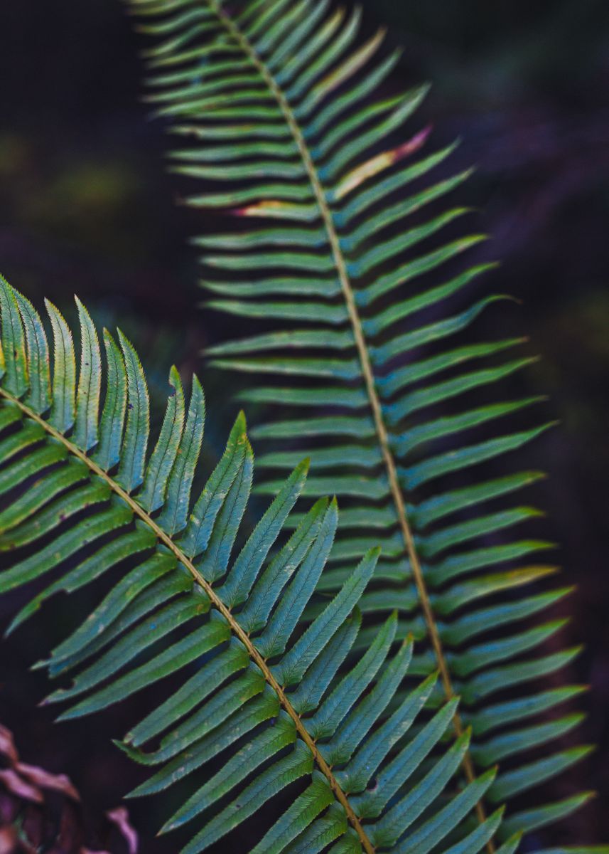 'Fern ' Poster, picture, metal print, paint by Bryan Hlagi | Displate