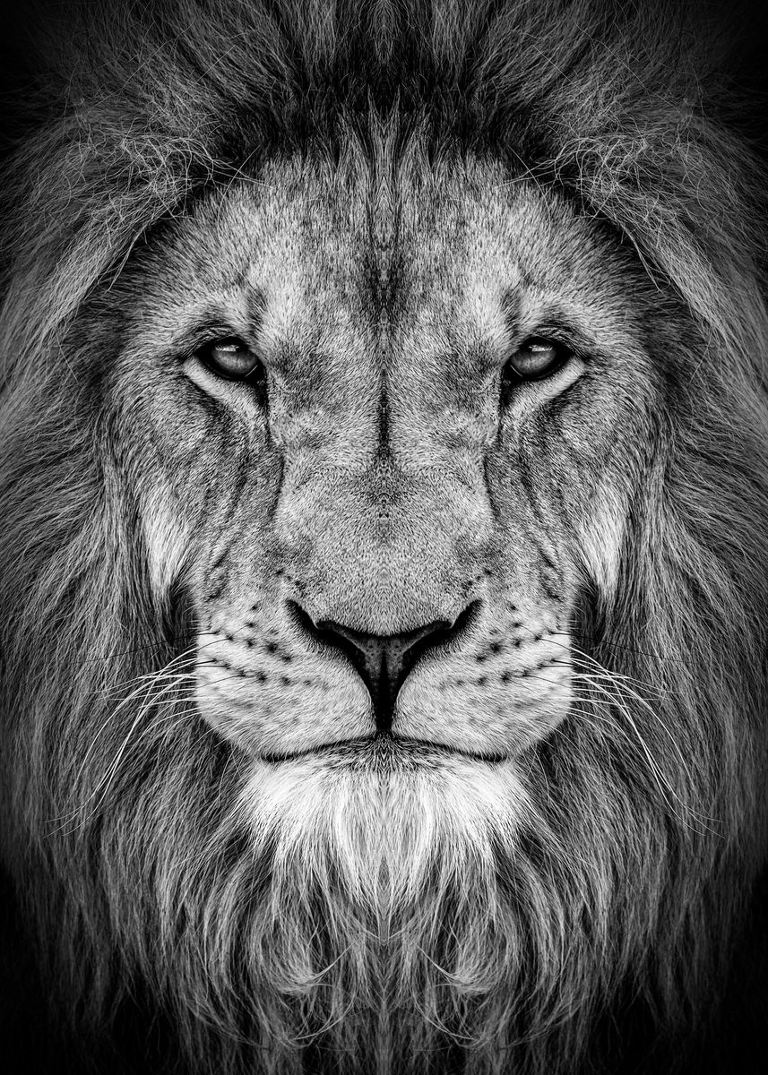 'Lion king face poster ' Poster, picture, metal print, paint by mk ...