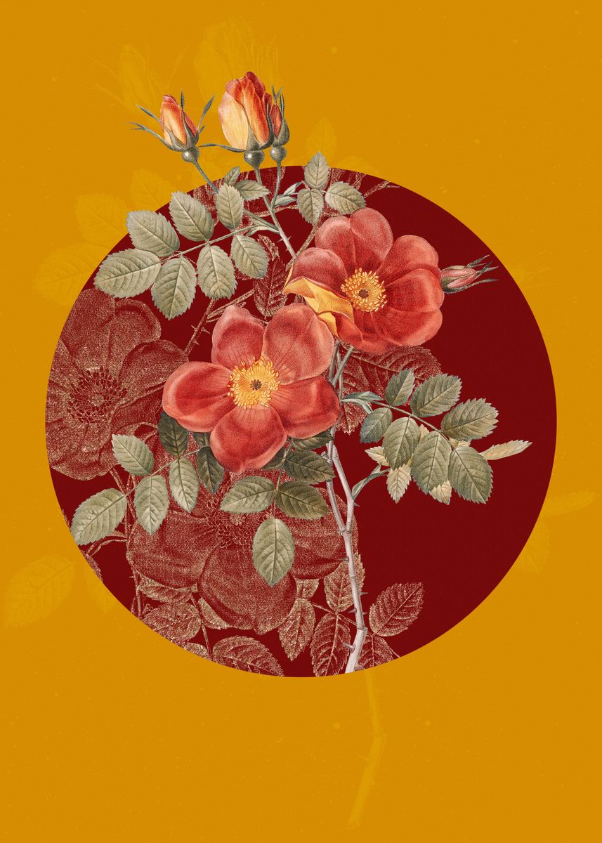 'Austrian Briar Rose Flower' Poster, picture, metal print, paint by ...