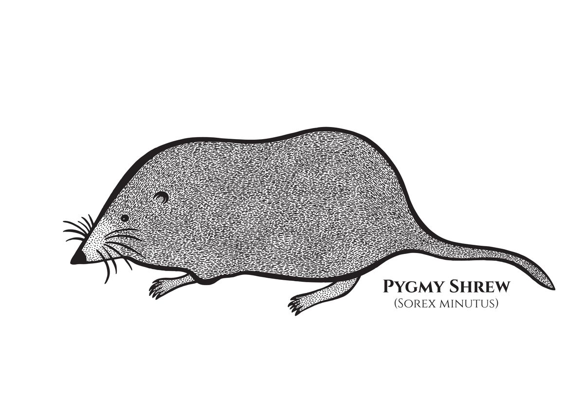 'Pygmy Shrew with names' Poster by GreenPaladin | Displate