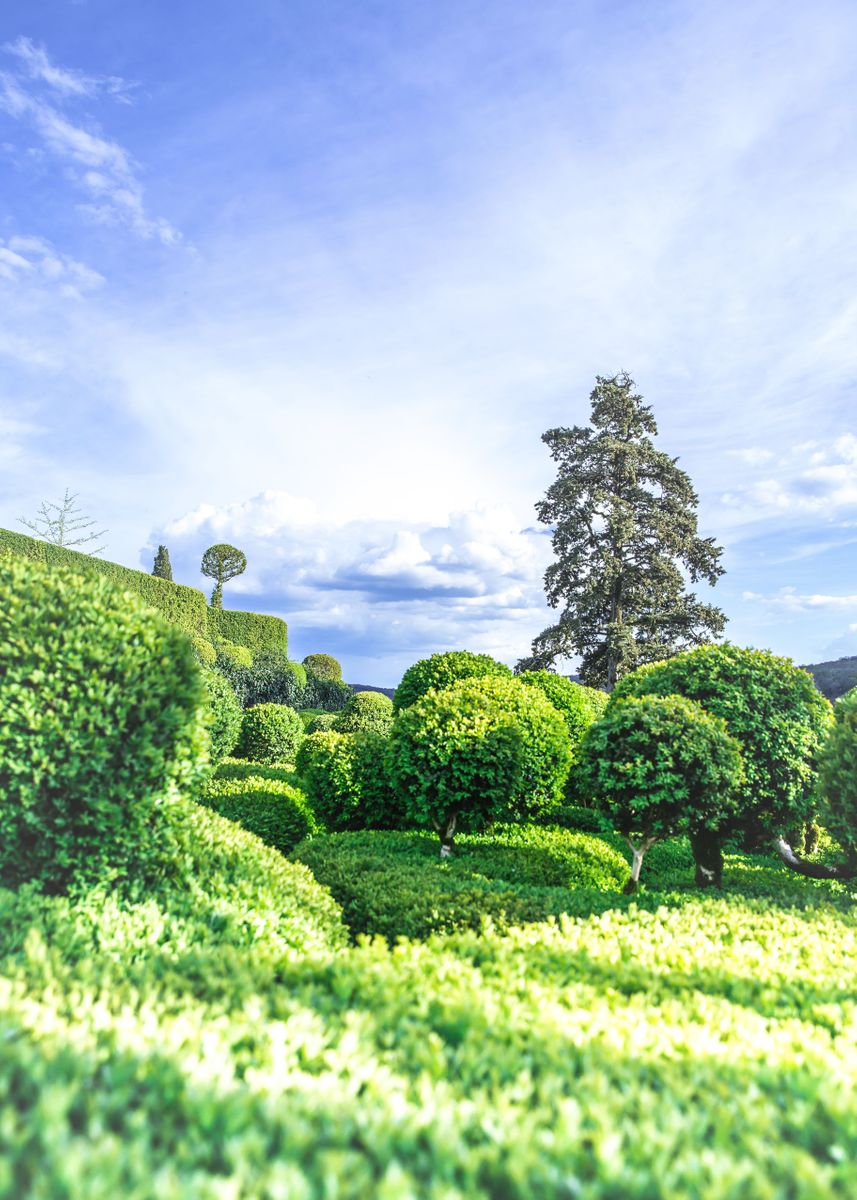 'Boxwood ' Poster, picture, metal print, paint by Stalnikiewicz Sophie ...