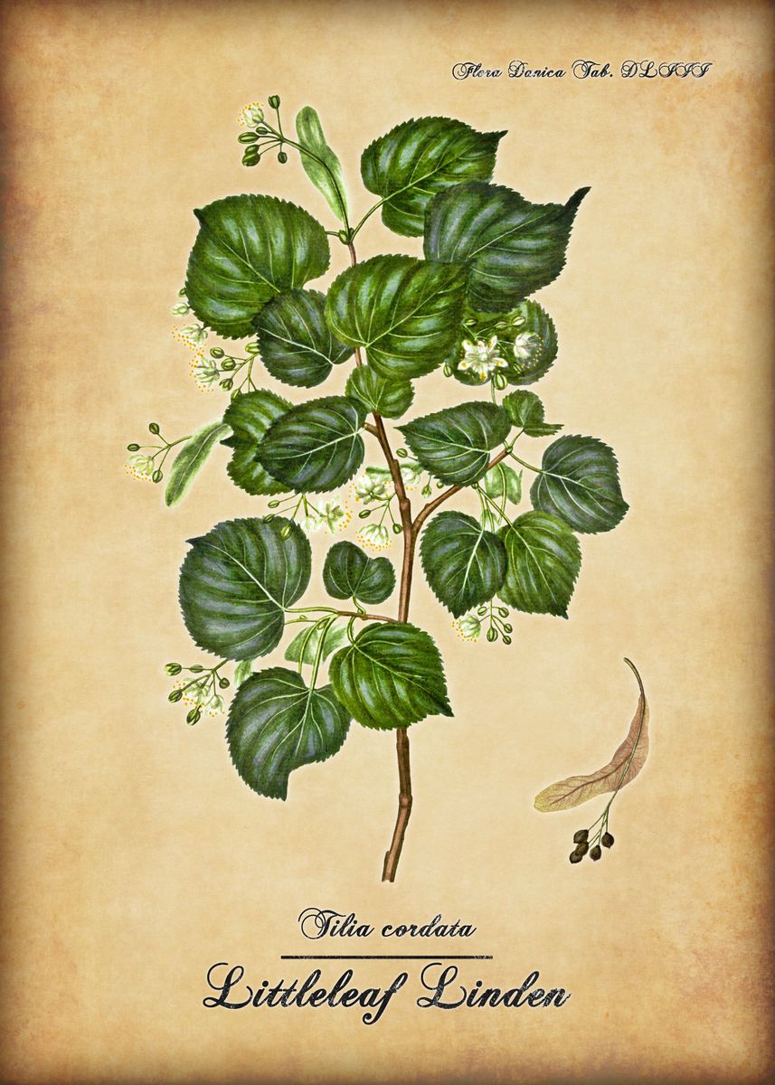 'Littleleaf Linden' Poster, picture, metal print, paint by Cataractes ...