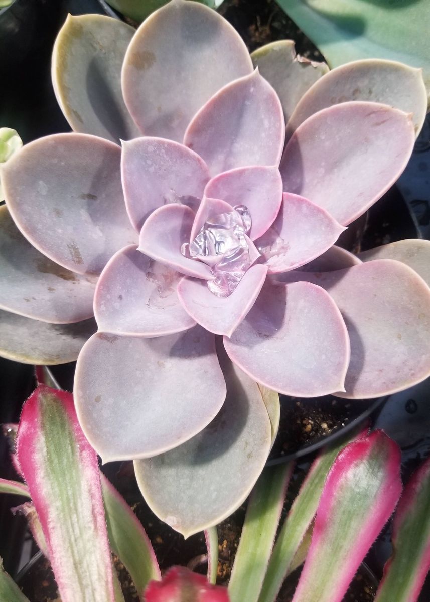 'Cactus Flower' Poster, picture, metal print, paint by Caitlin Wood ...