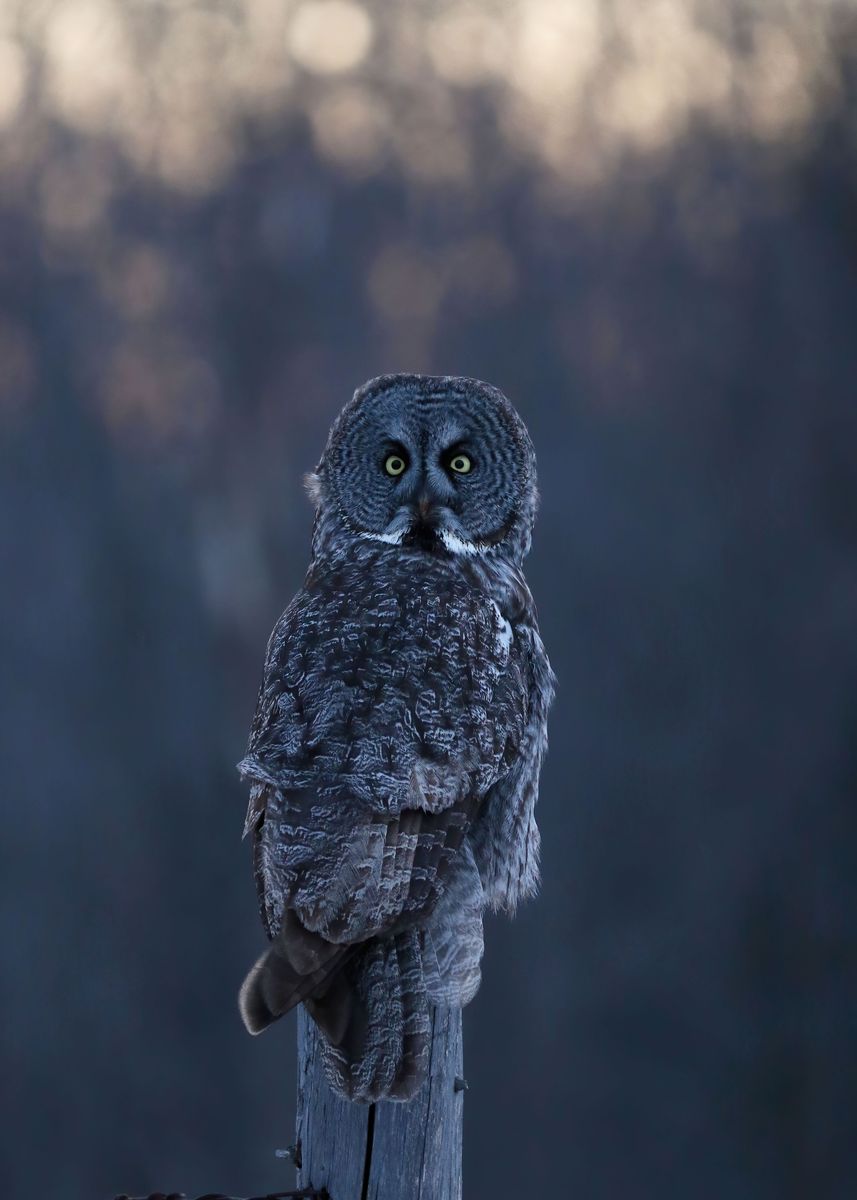 'Great gray owl at night' Poster, picture, metal print, paint by Thee ...