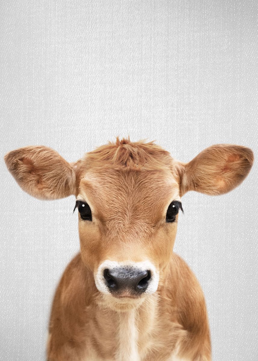 'Calf Colorful' Poster, picture, metal print, paint by Gal Design ...