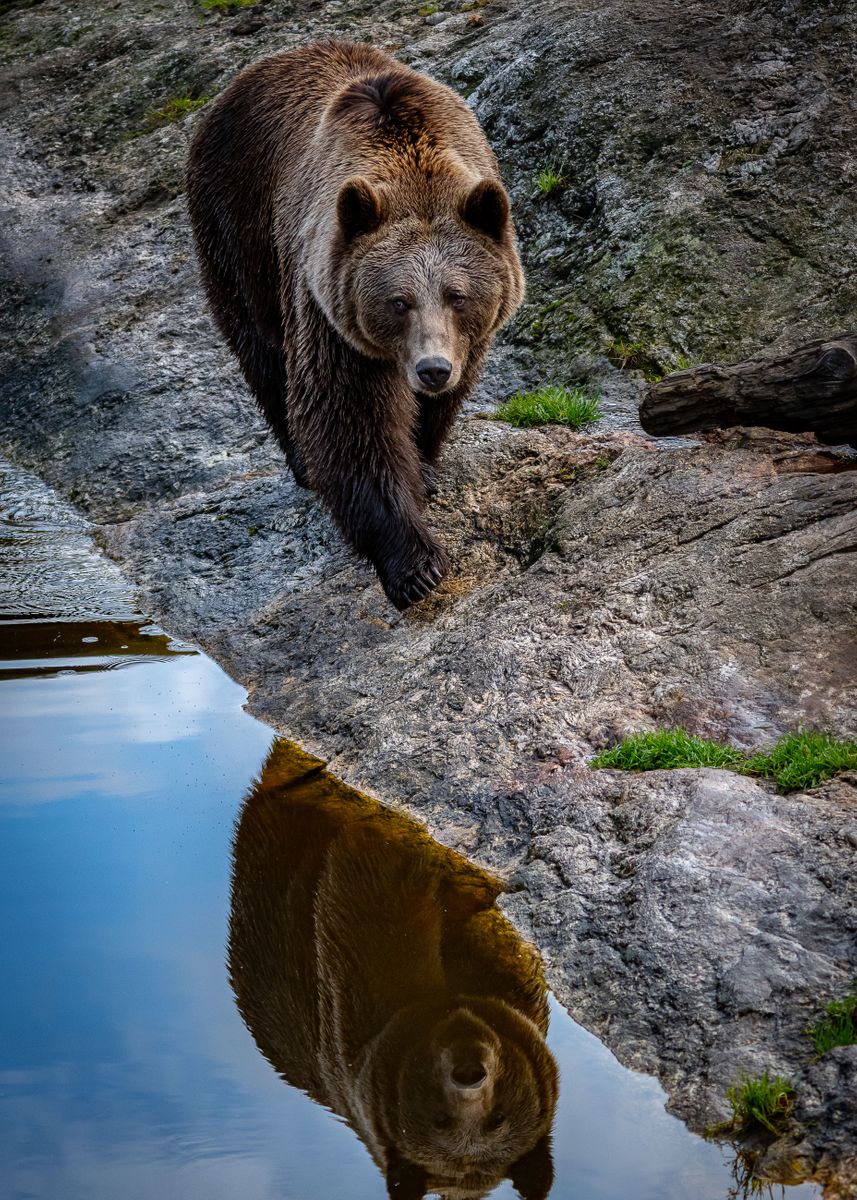 'broen bear ' Poster, picture, metal print, paint by JohansenPhoto ...