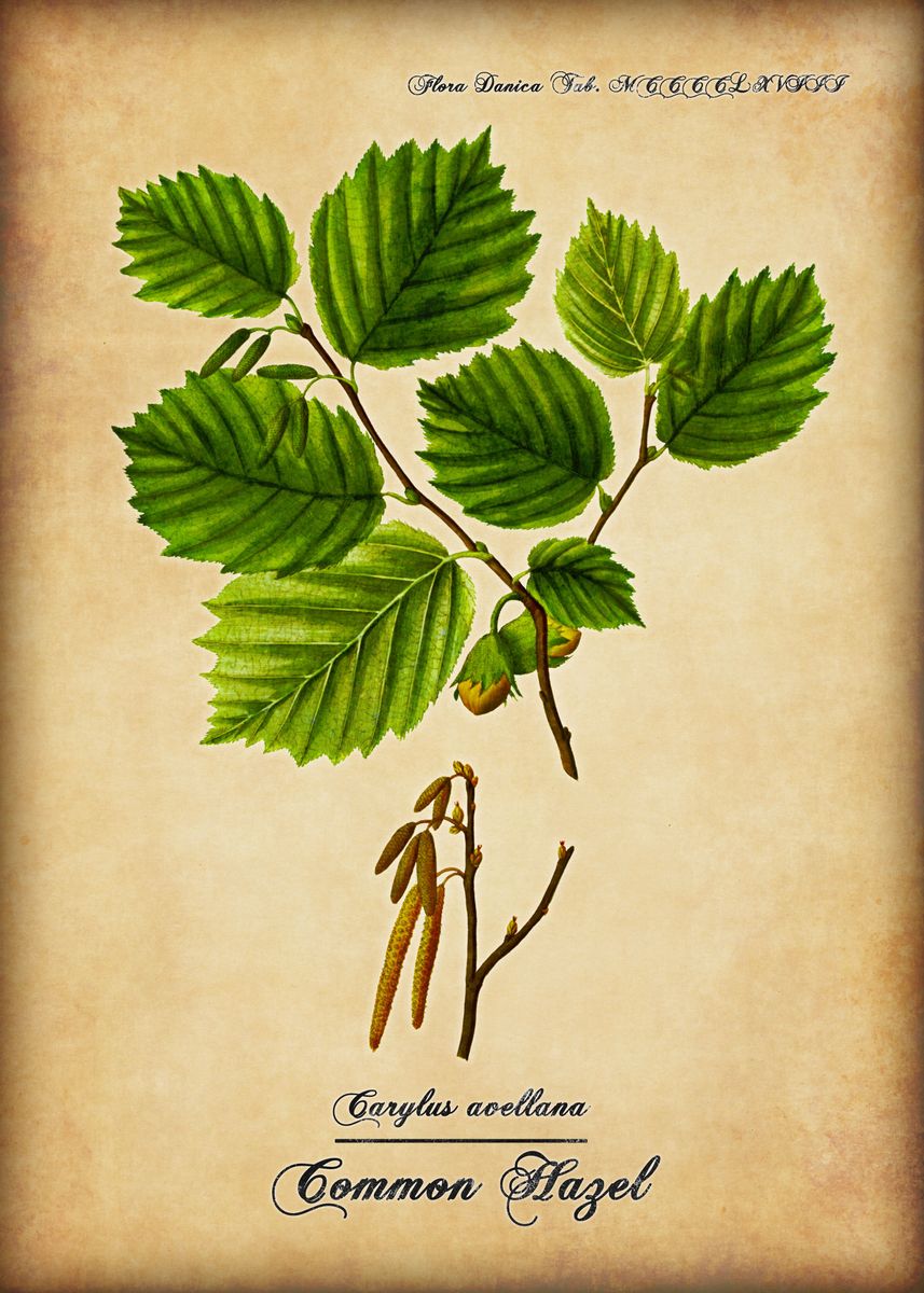 'Common Hazel' Poster, picture, metal print, paint by Cataractes | Displate