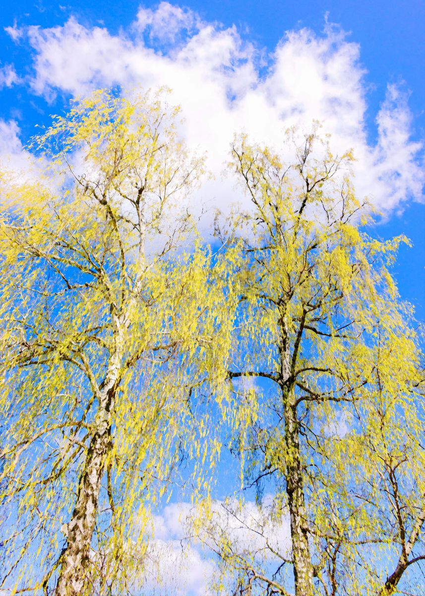 'Birch Trees Early Spring' Poster by Art Ofphotos | Displate