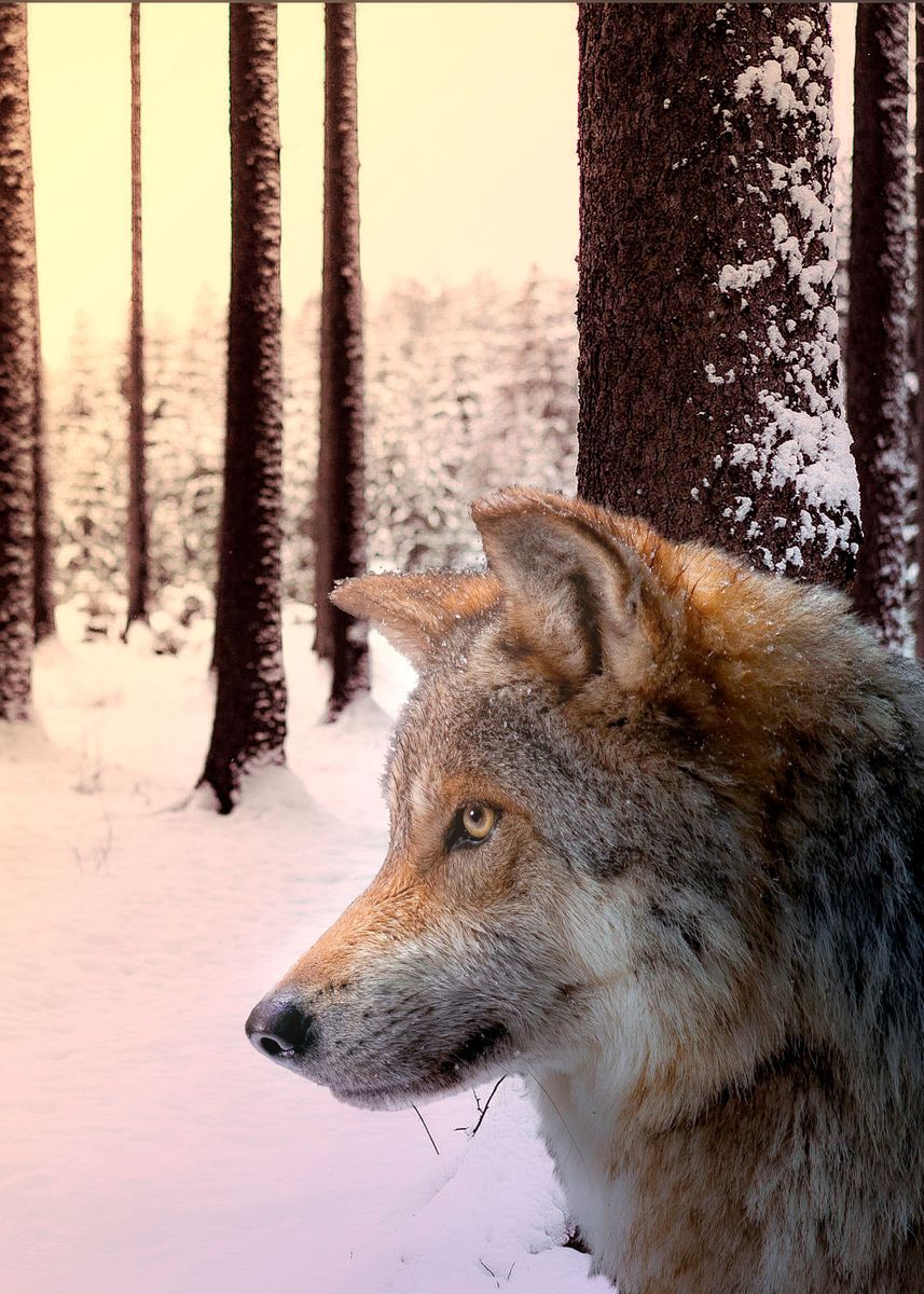 'Ice Wolf' Poster, picture, metal print, paint by Milton Frank | Displate