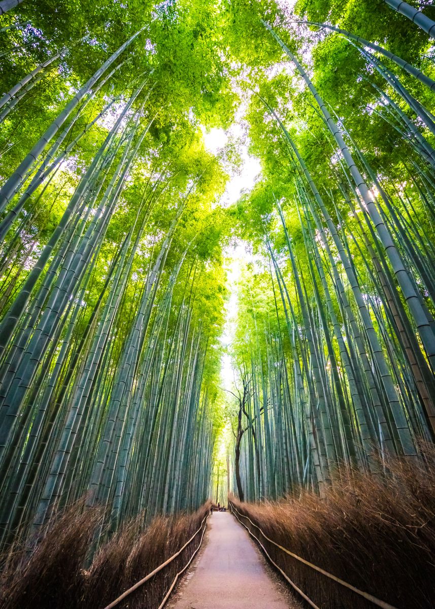 'Beautiful landscape of bam' Poster, picture, metal print, paint by ...