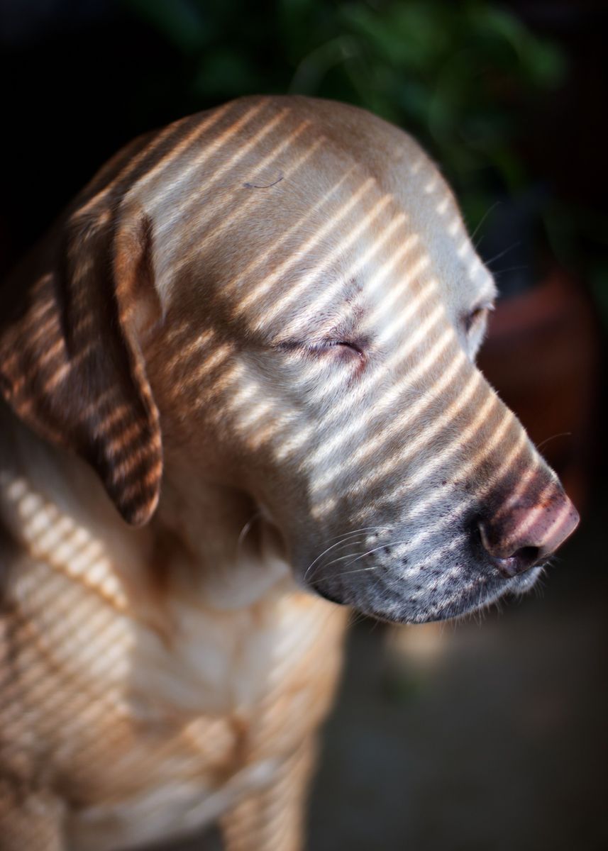 'Dog Stripes' Poster by Yo Jo | Displate