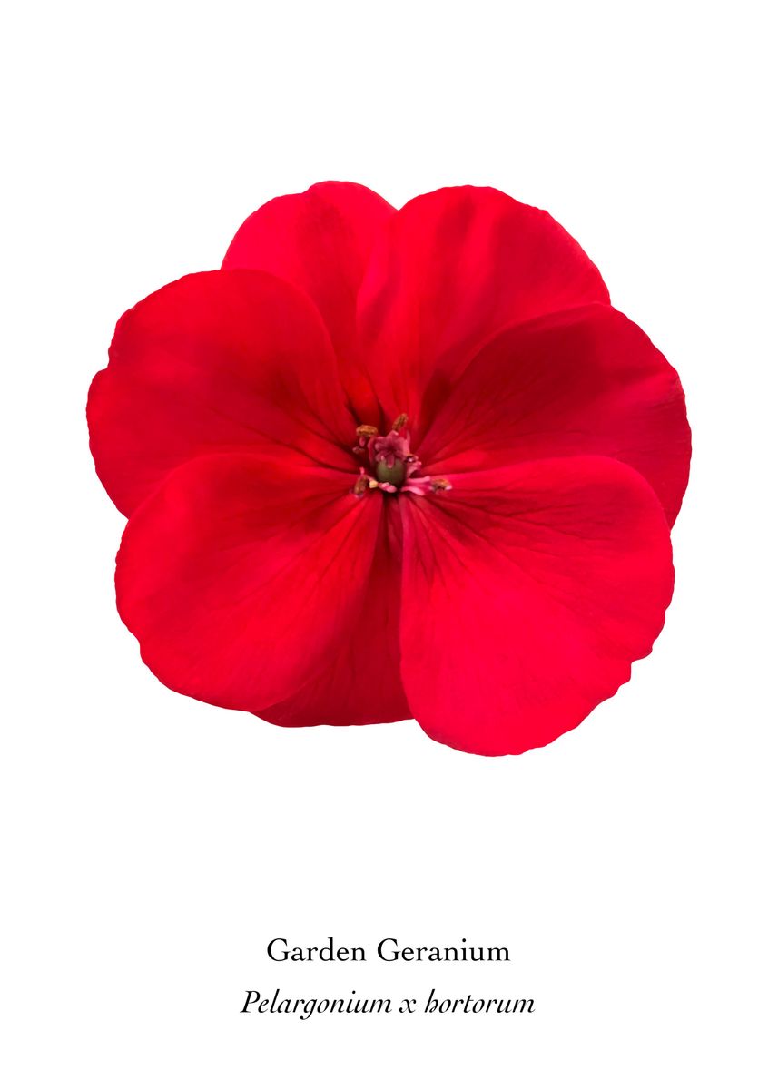 'Red Garden Geranium' Poster, picture, metal print, paint by ...