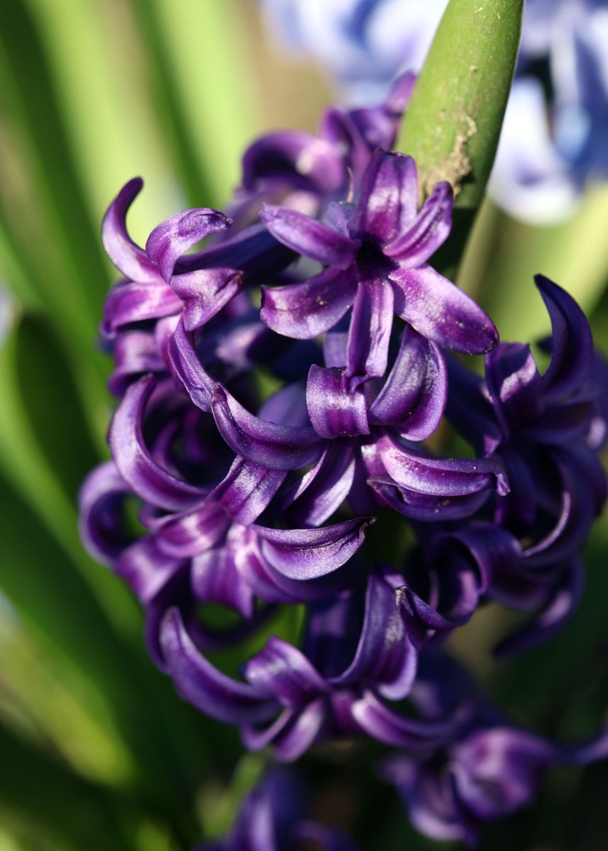 'Hyacinthus flower modern' Poster, picture, metal print, paint by ...