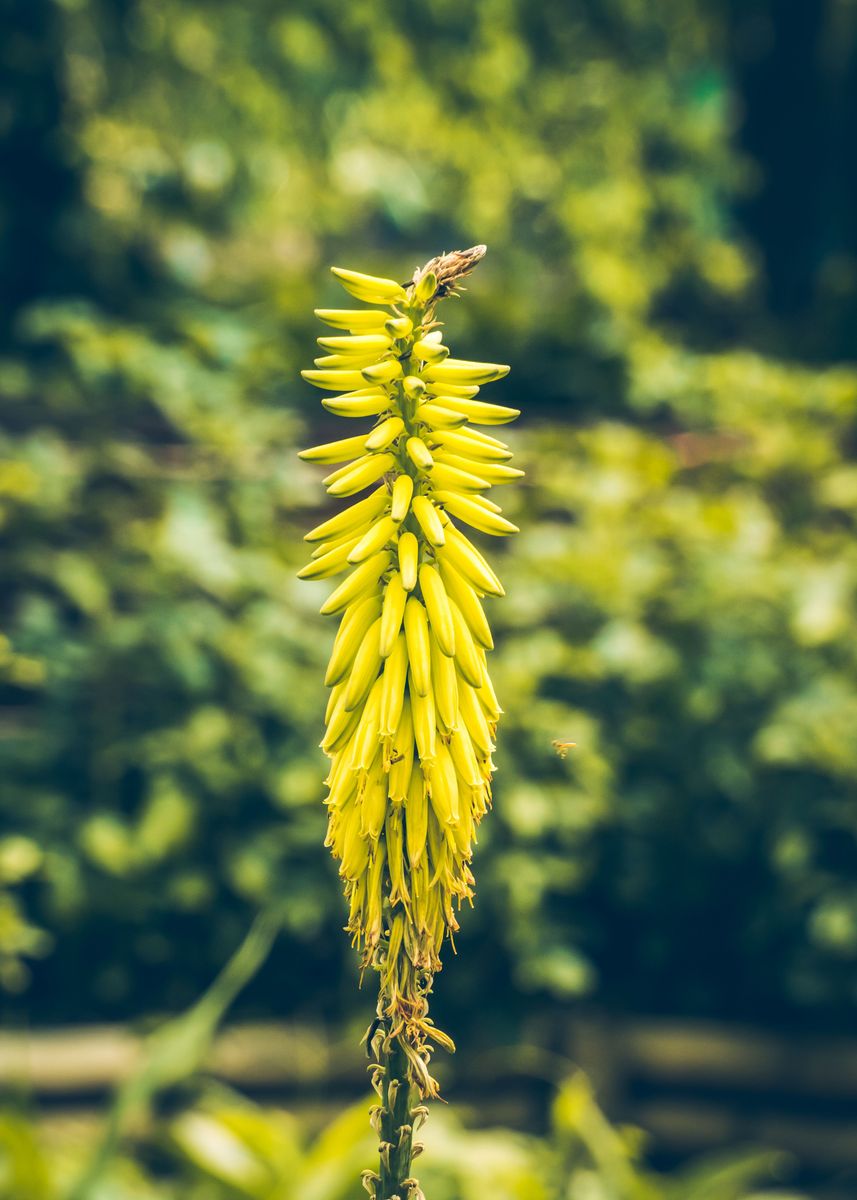 'Pre Bloom Flower' Poster by Wulf Willis | Displate