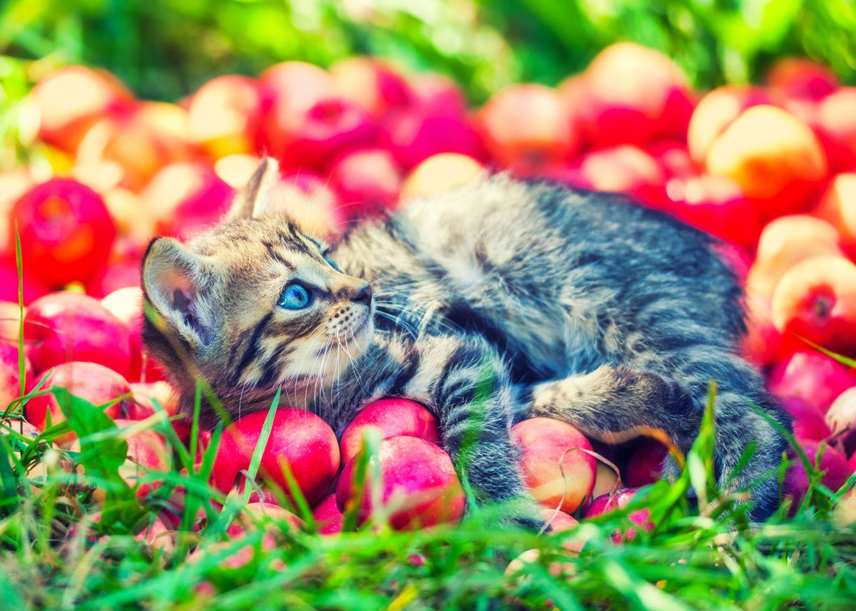 'Adorable Alone Animals App' Poster by Noah | Displate