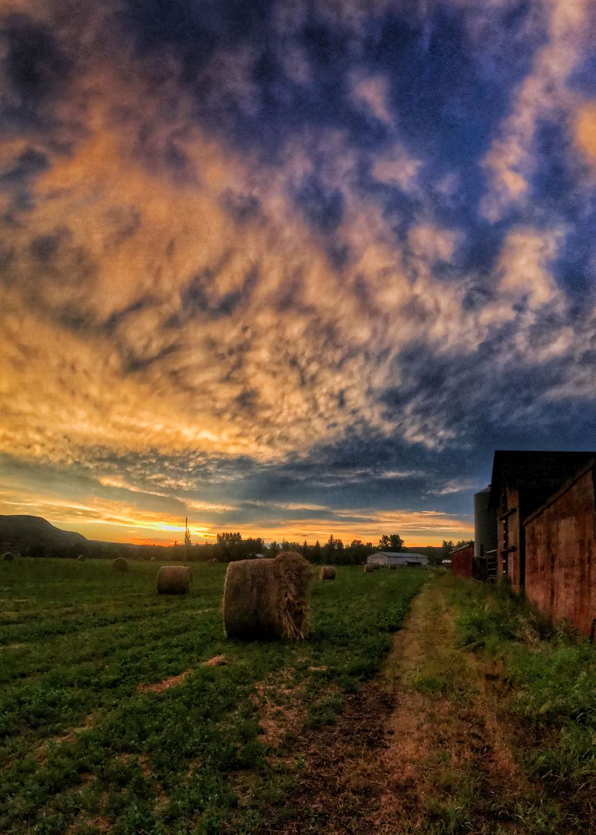 'Farm Yard' Poster, picture, metal print, paint by Matthew Vidal | Displate