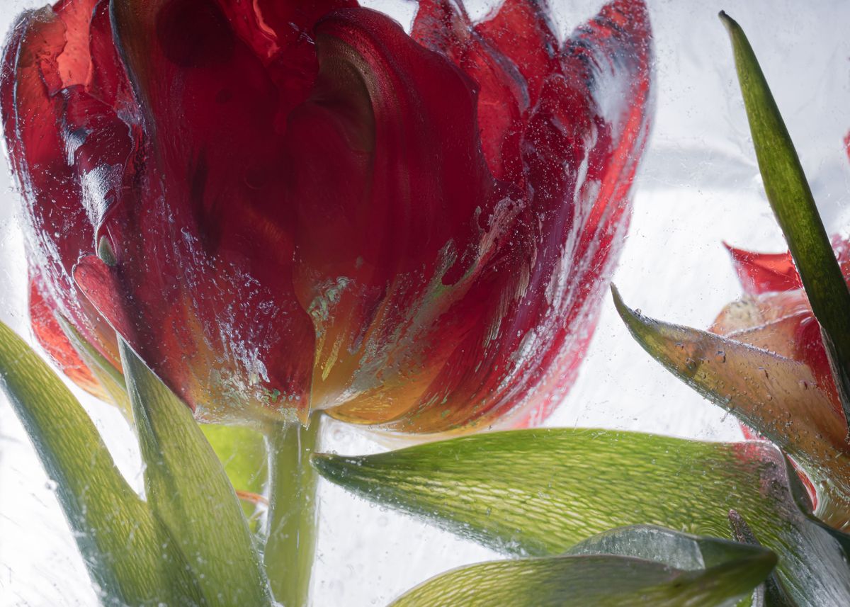 'Viking Tulip in ice 3' Poster by Marc Heiligenstein | Displate