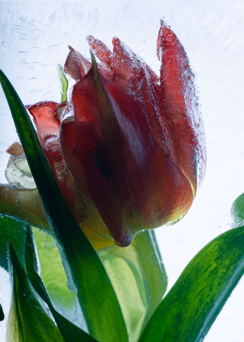 'Viking Tulip in ice 1' Poster, picture, metal print, paint by Marc ...