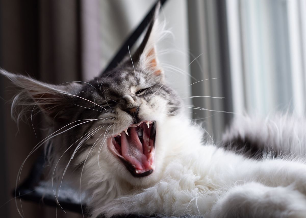 'Maine coon yawn' Poster by SuperKamiNeko | Displate