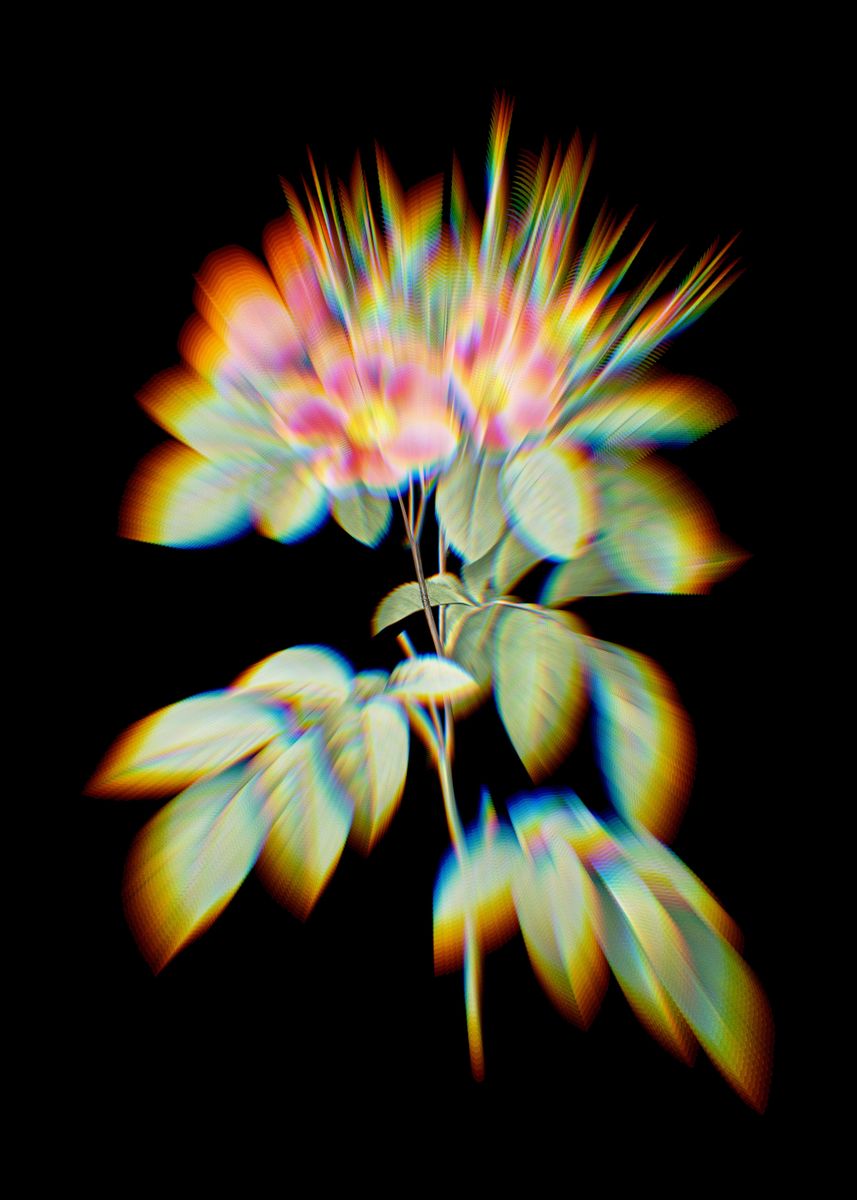 'Prism Pasture Rose Flowers' Poster by Holy Rock Design | Displate