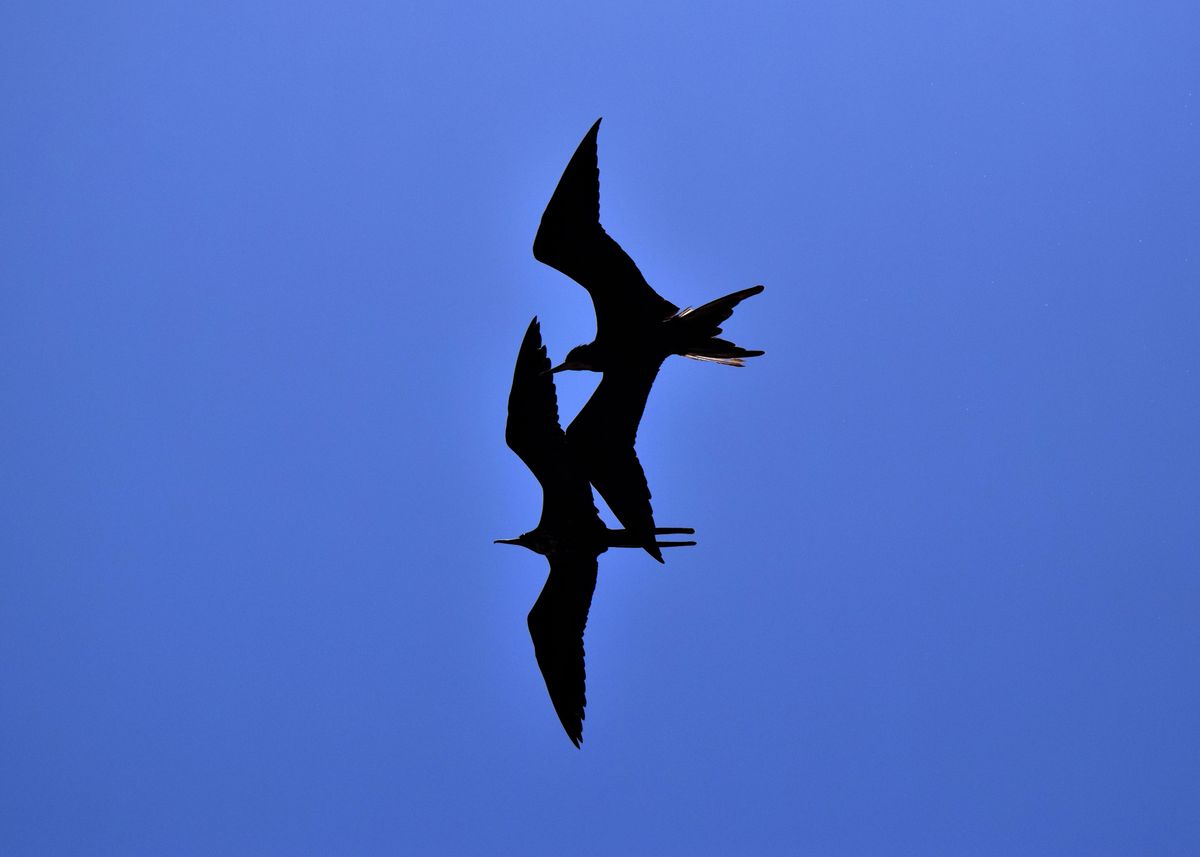 'Blue freedom' Poster by Shizmos | Displate