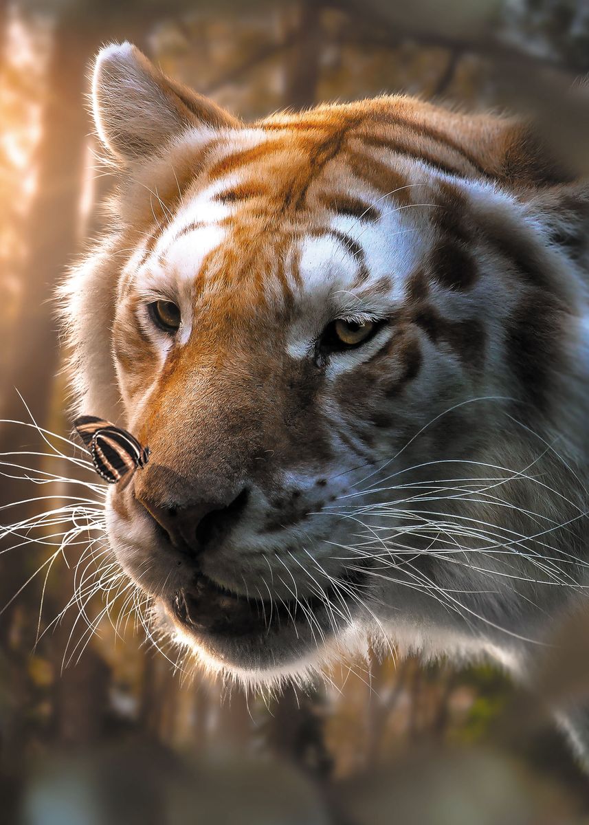 'White Tiger and Butterfly' Poster, picture, metal print, paint by Zenz ...