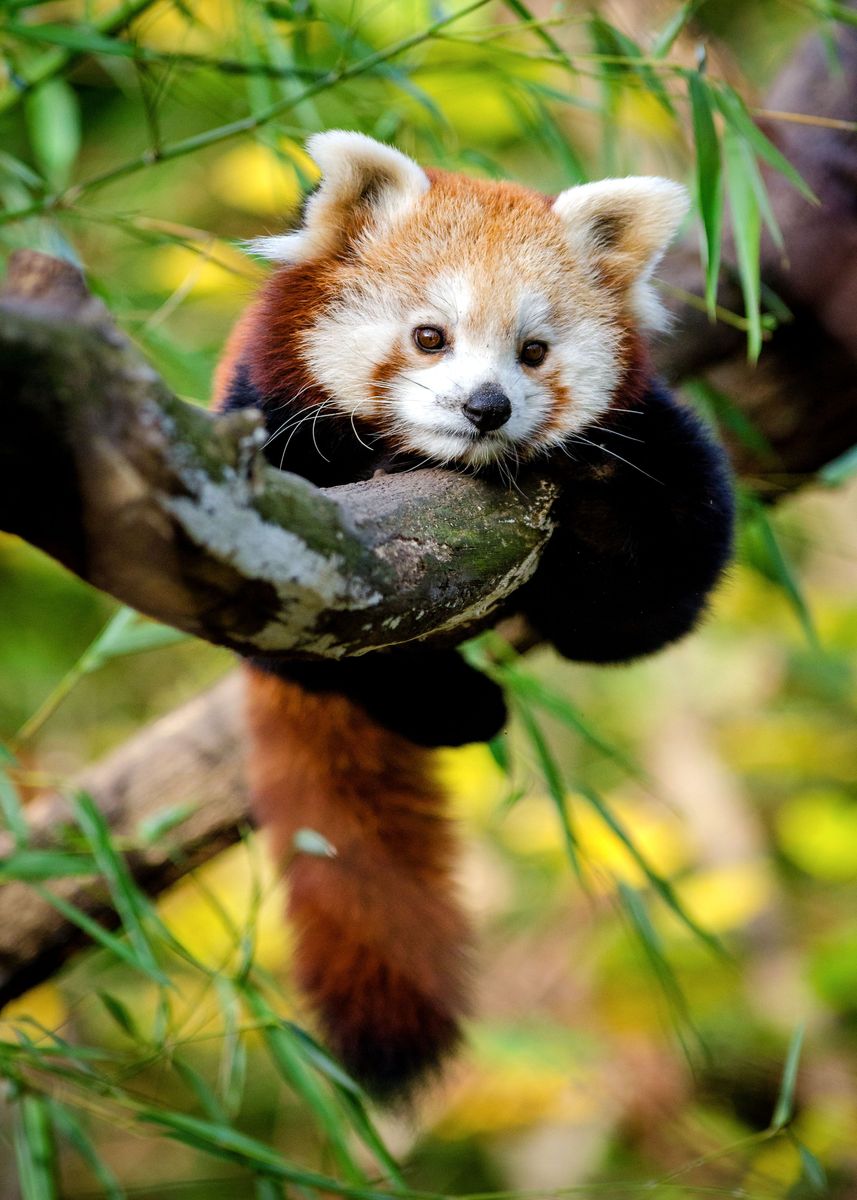 'Panda 004' Poster, picture, metal print, paint by PANDAS IN CHINA ...