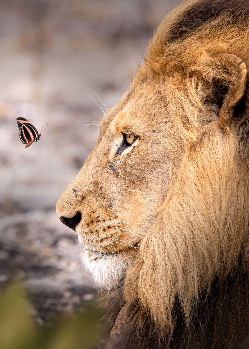 'The Lion and Butterfly' Poster, picture, metal print, paint by Zenz ...