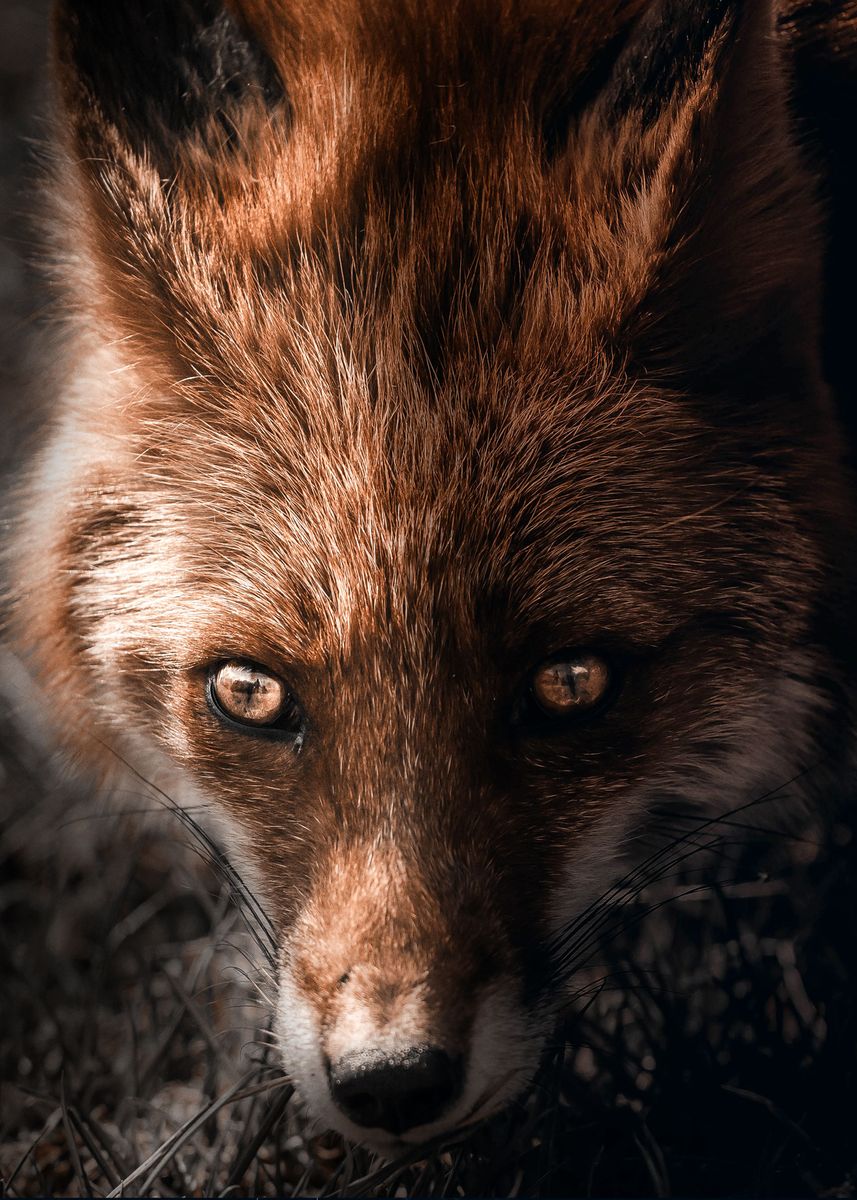 'The Golden Fox' Poster, picture, metal print, paint by Zenz | Displate