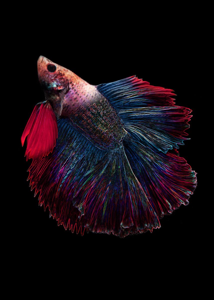 'The Sky Fish' Poster by Philosophy Of Science | Displate