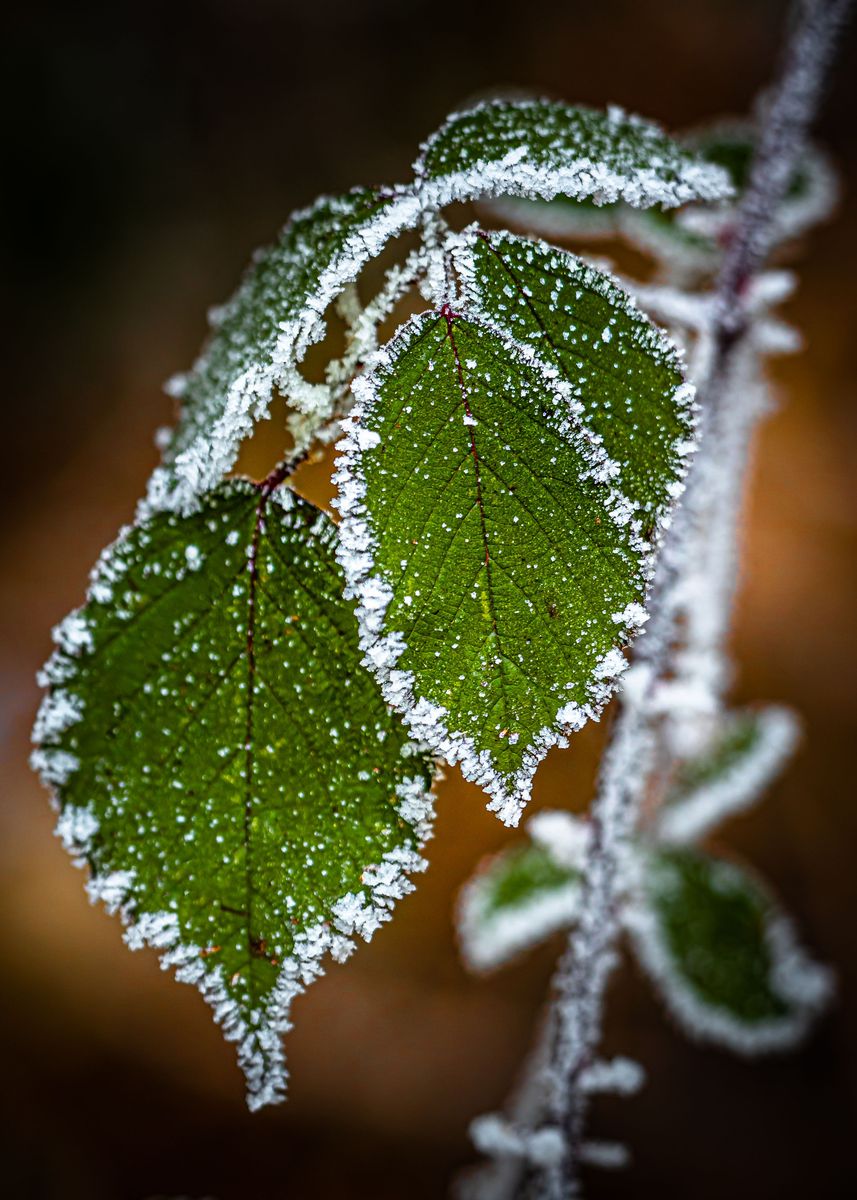 'Frozen forest' Poster, picture, metal print, paint by Wiktor Borozdin ...