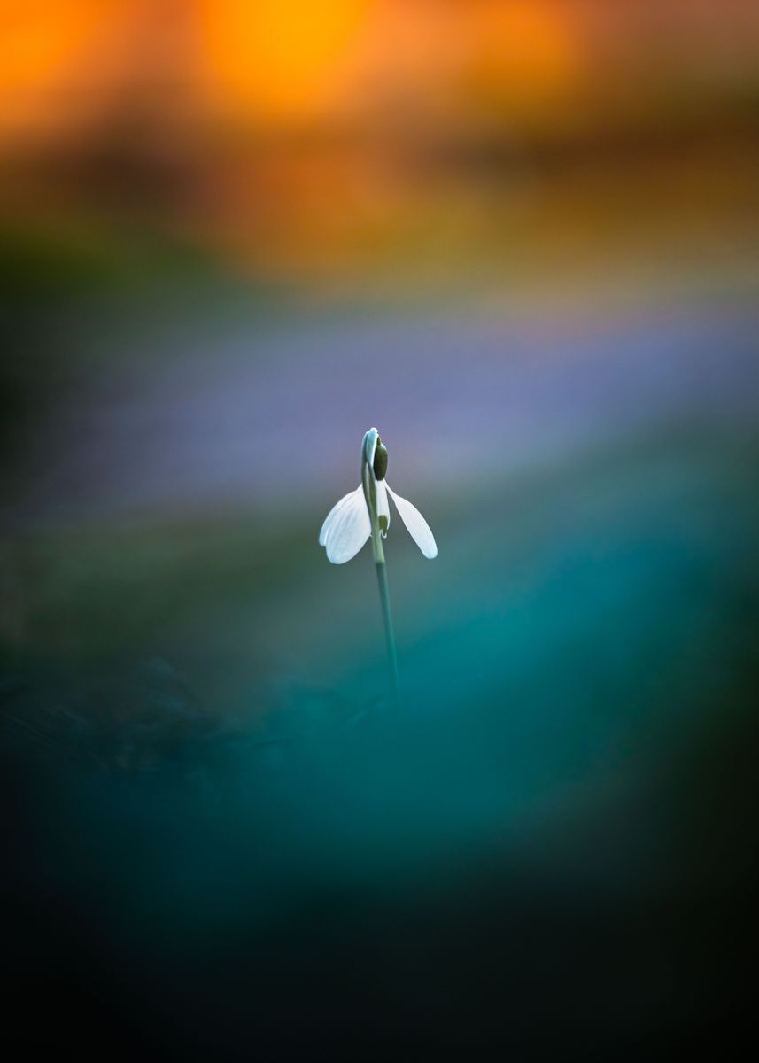 'Snowdrop rainbow' Poster, picture, metal print, paint by Wiktor ...