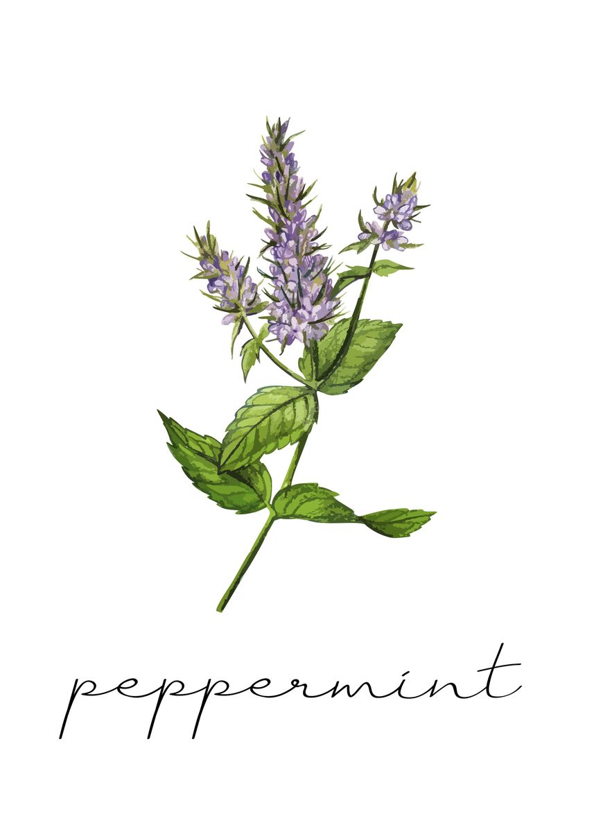 'Peppermint' Poster, picture, metal print, paint by Seven Trees Design ...