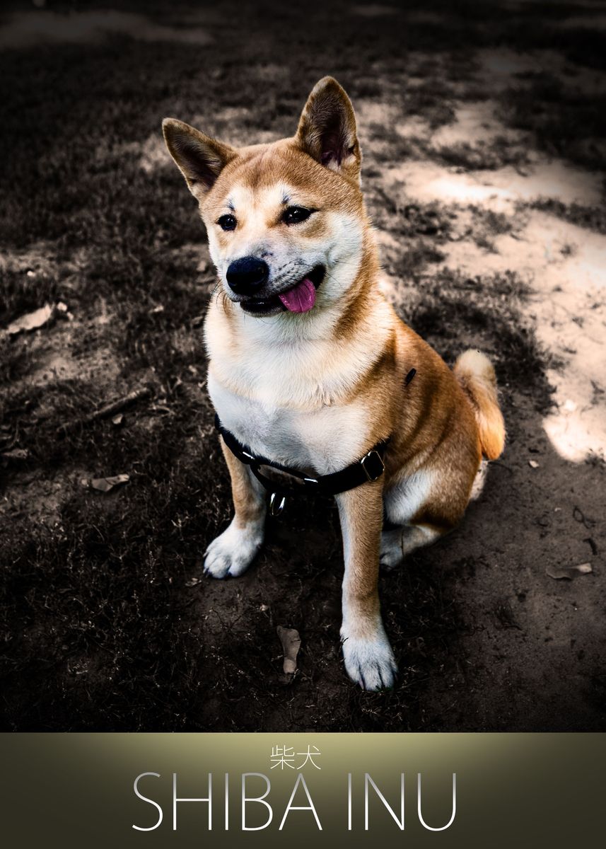 'The Happy Shiba' Poster, picture, metal print, paint by Rob Moore ...