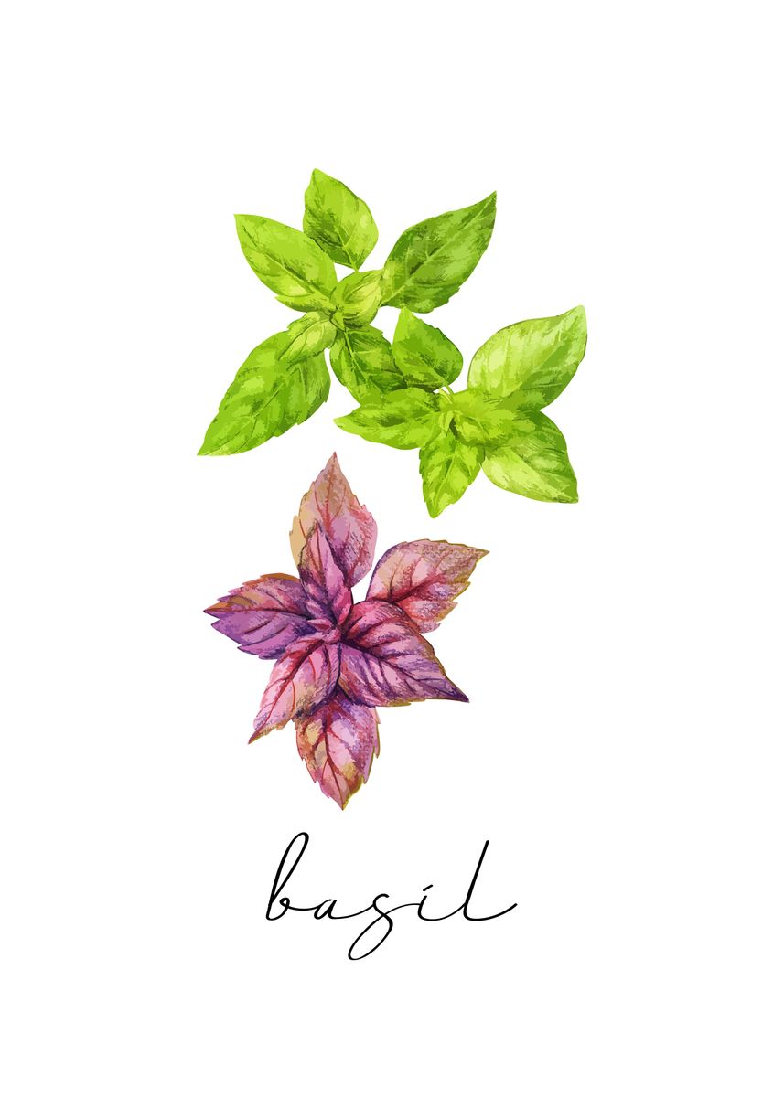 'Basil' Poster, picture, metal print, paint by Seven Trees Design ...