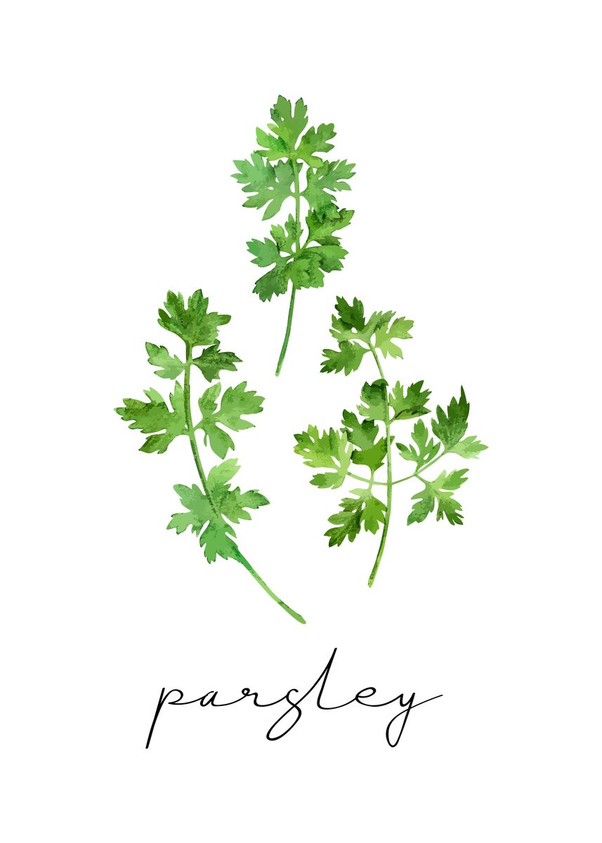 'Parsley' Poster, picture, metal print, paint by Seven Trees Design ...